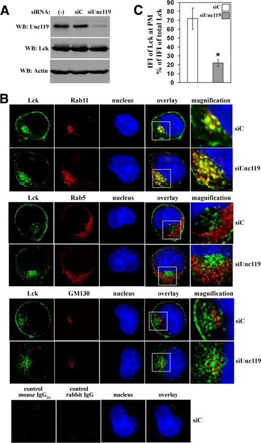 Uncoordinated 119 Protein Controls Trafficking of Lck via the Rab11 ...