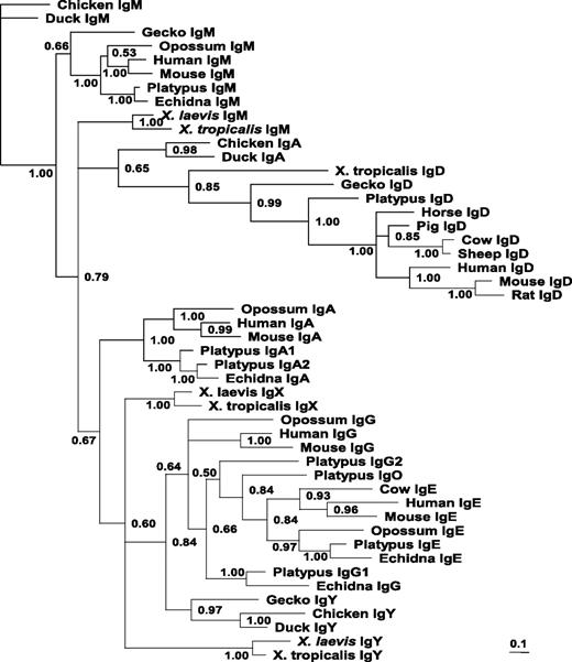 Ornithorhynchus anatinus (Platypus) Links the Evolution of ...
