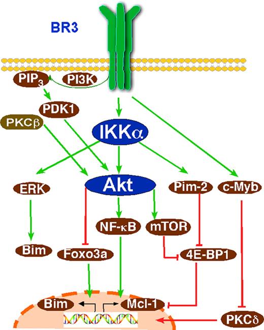 B Cell Receptor and BAFF Receptor Signaling Regulation of B Cell ...
