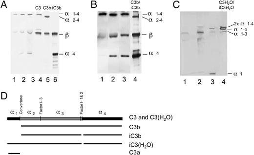Complement Component C3 Binds to Activated Normal Platelets without ...