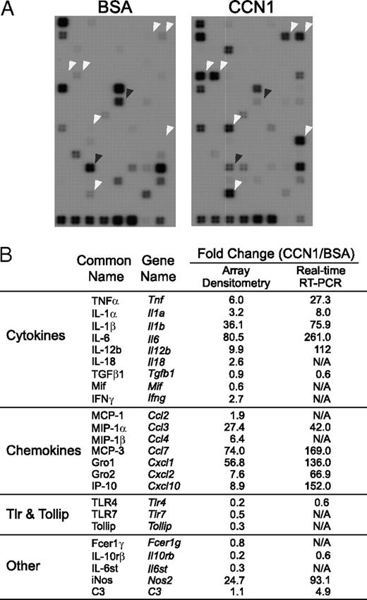 Matricellular Protein CCN1 Activates a Proinflammatory Genetic Program ...