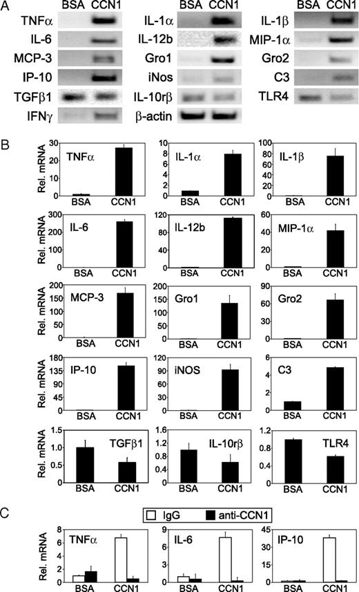 Matricellular Protein CCN1 Activates a Proinflammatory Genetic Program ...