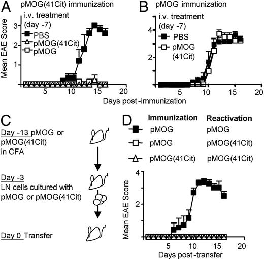 Contribution of Myelin Autoantigen Citrullination to T Cell ...