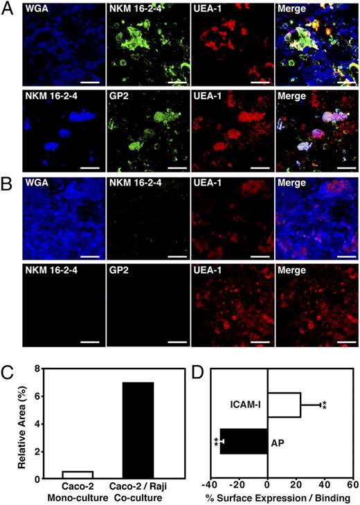 The M Cell-Targeting Ligand Promotes Antigen Delivery and Induces ...