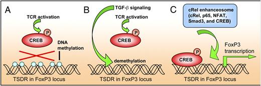 The Role of the Transcription Factor CREB in Immune Function | The ...