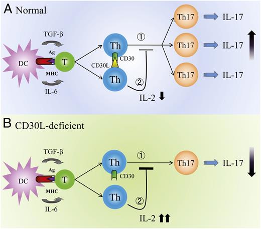 CD30 Ligand/CD30 Plays a Critical Role in Th17 Differentiation in Mice ...