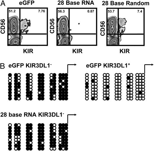 Cutting Edge: KIR Antisense Transcripts Are Processed into a 28-Base ...