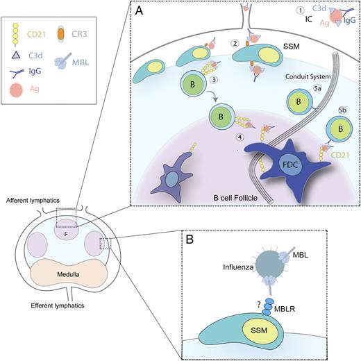 Complement-Dependent Transport of Antigen into B Cell Follicles | The ...