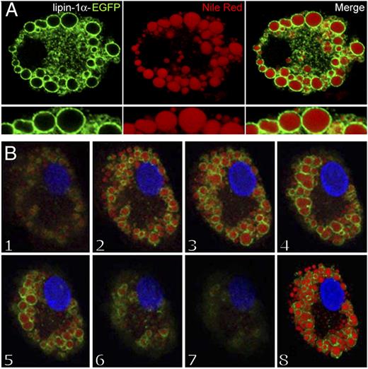 Subcellular Localization and Role of Lipin-1 in Human Macrophages | The ...