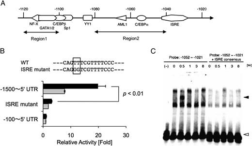 IFN-α Directly Promotes Programmed Cell Death-1 Transcription and ...