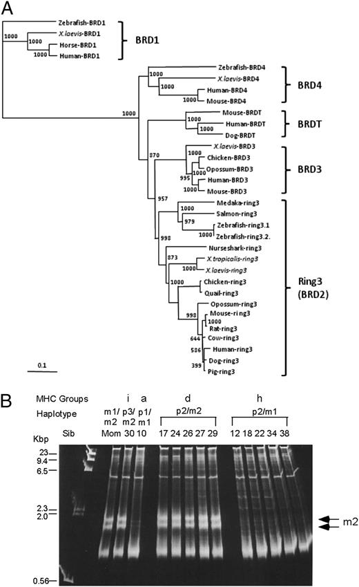 Primordial Linkage of β2-Microglobulin to the MHC | The Journal of ...