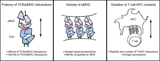 Strength of TCR–Peptide/MHC Interactions and In Vivo T Cell Responses ...