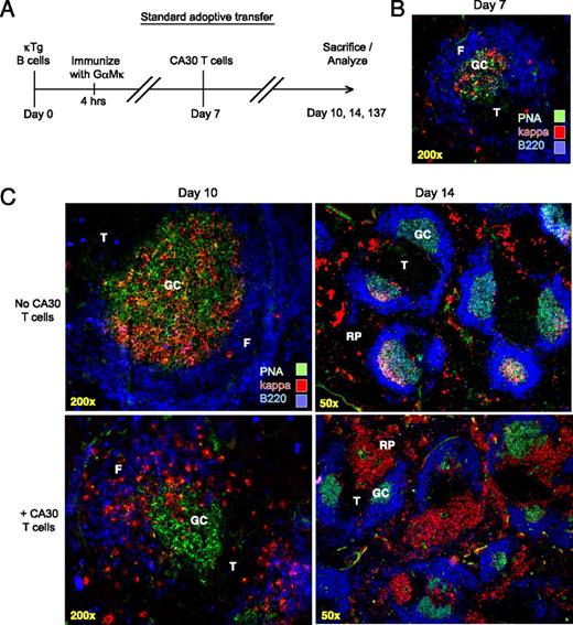 Aborted Germinal Center Reactions and B Cell Memory by Follicular T ...