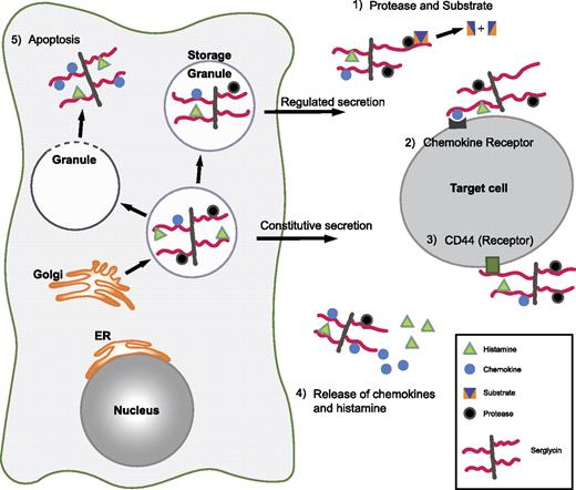 Serglycin: A Structural and Functional Chameleon with Wide Impact on ...