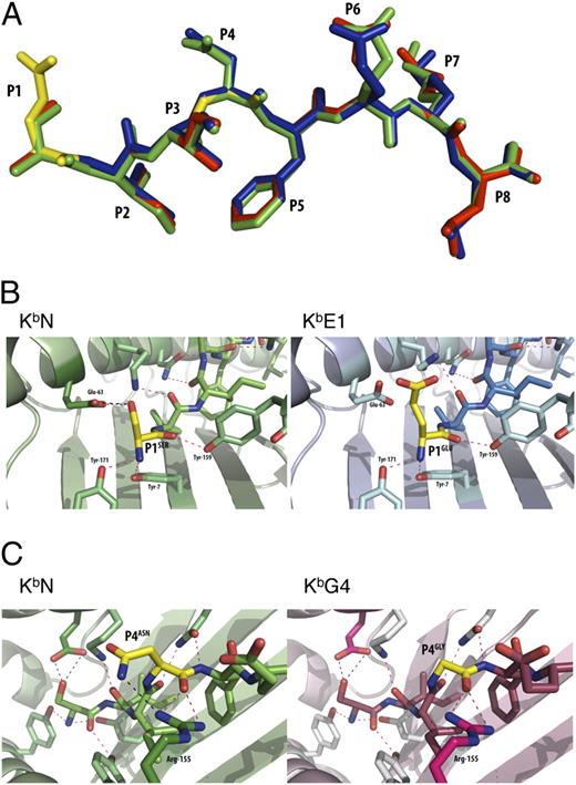 Affinity Thresholds for Naive CD8+ CTL Activation by Peptides and ...