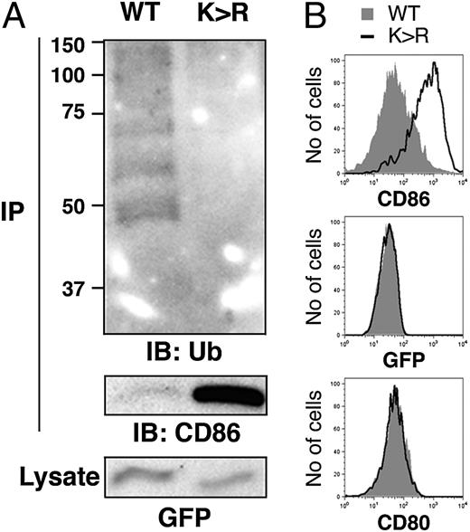 Ubiquitination of CD86 Is a Key Mechanism in Regulating Antigen ...