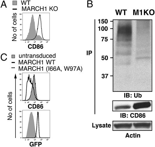 Ubiquitination of CD86 Is a Key Mechanism in Regulating Antigen ...