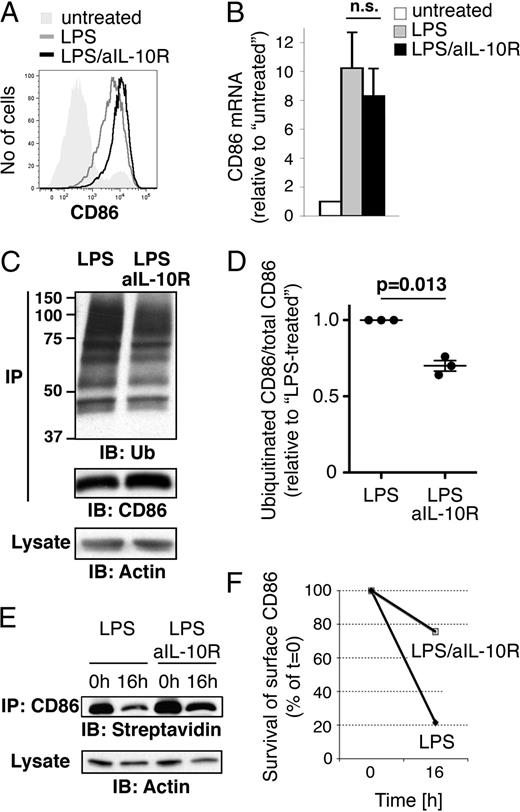 Ubiquitination of CD86 Is a Key Mechanism in Regulating Antigen ...
