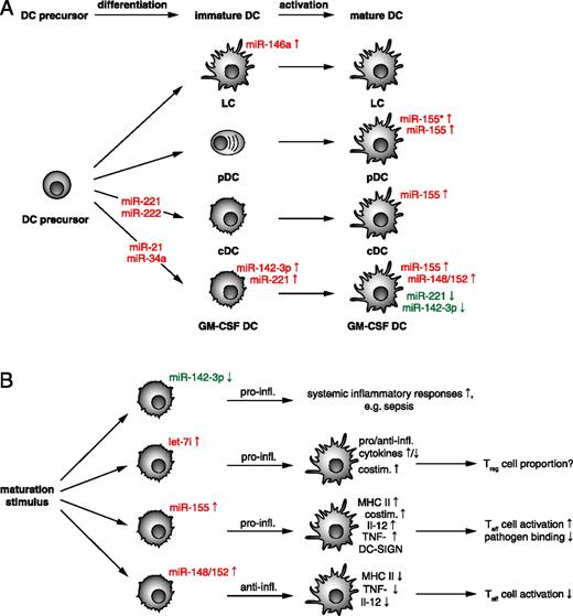 MicroRNAs Regulate Dendritic Cell Differentiation and Function | The ...
