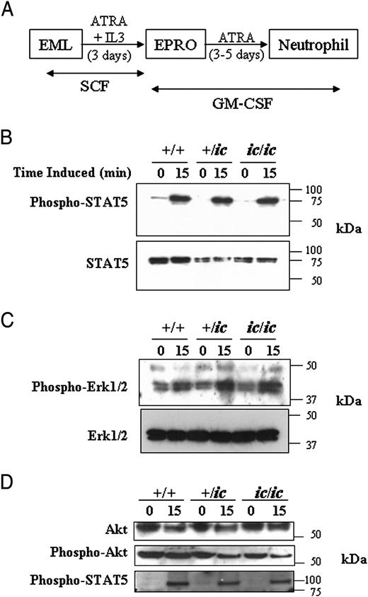 Lamin B Receptor Regulates The Growth And Maturation Of Myeloid