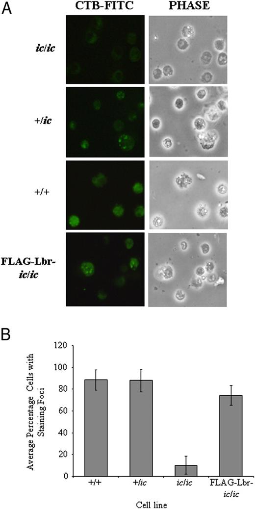Lamin B Receptor Regulates The Growth And Maturation Of Myeloid