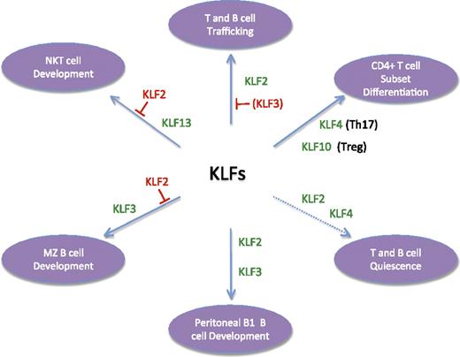 Krüppel-like Factors in Lymphocyte Biology | The Journal of Immunology ...