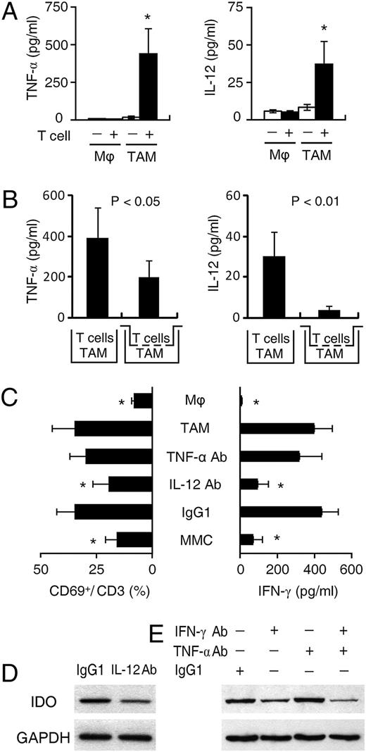 Activated CD69+ T Cells Foster Immune Privilege by Regulating IDO ...