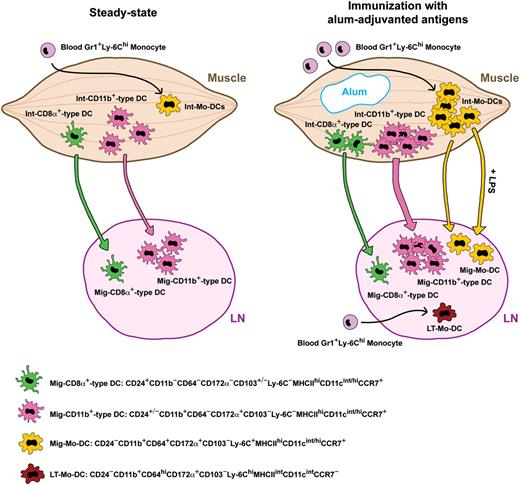 CD64 Expression Distinguishes Monocyte-Derived and Conventional ...