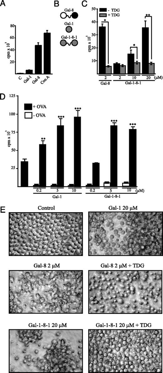 Redundant And Antagonistic Functions Of Galectin 1 3 And 8 In The