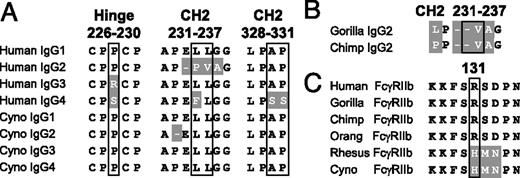Different Adaptations Of Igg Effector Function In Human And Nonhuman