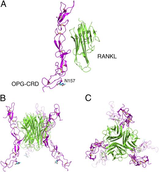 Crystal Structure of Human RANKL Complexed with Its Decoy Receptor ...
