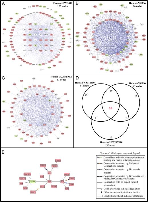 Cross Species Transcriptional Network Analysis Defines Shared