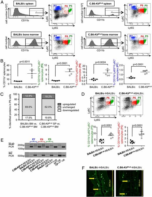 Mast Cell–deficient KitW-sh “Sash” Mutant Mice Display Aberrant ...