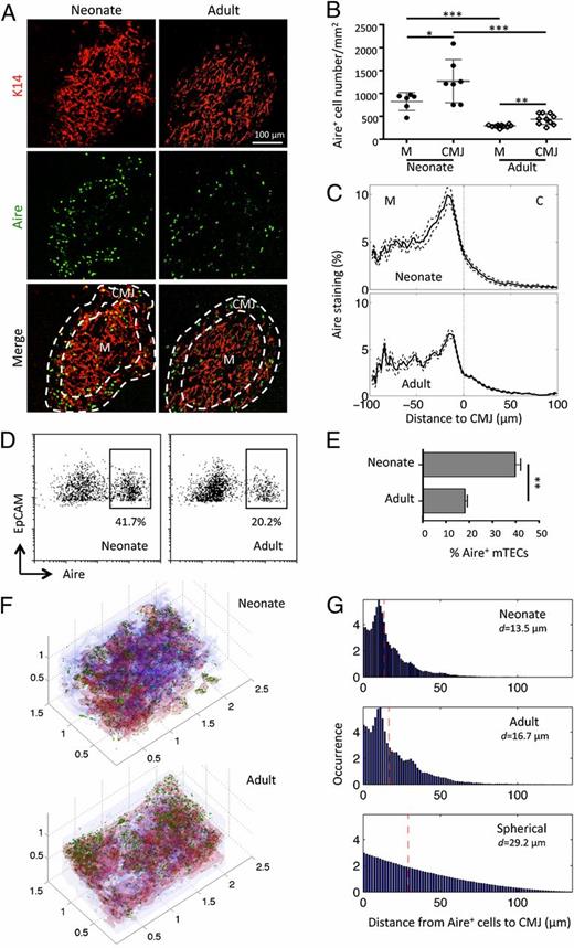 Three-Dimensional Visualization of the Mouse Thymus Organization in ...