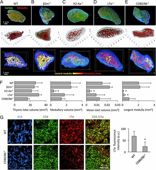 Three-Dimensional Visualization of the Mouse Thymus Organization in ...