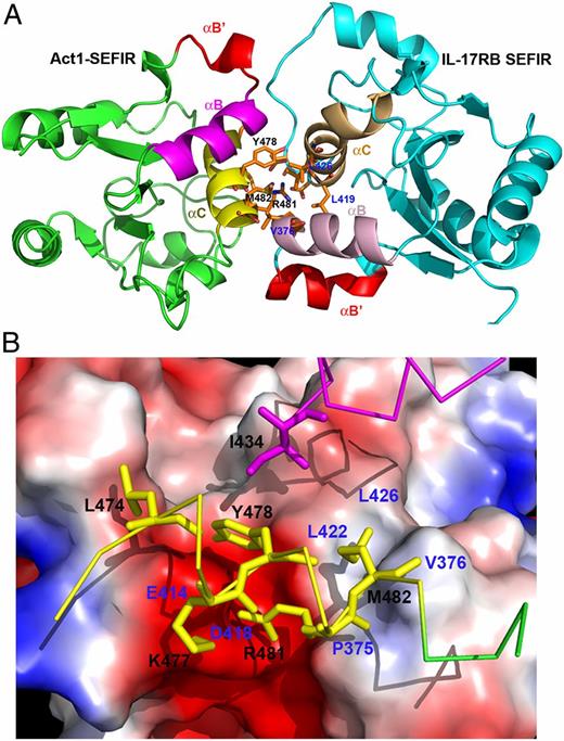 Crystal Structure of IL-17 Receptor B SEFIR Domain | The Journal of ...