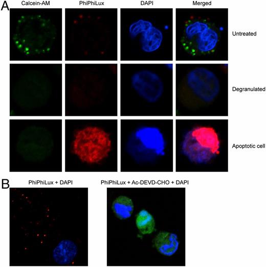 Active Caspase-3 Is Stored within Secretory Compartments of Viable Mast ...