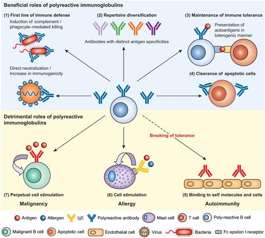 Antibody Polyreactivity in Health and Disease: Statu Variabilis | The ...