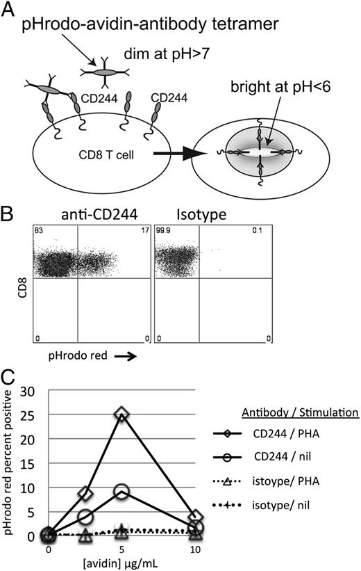 Simultaneous TCR and CD244 Signals Induce Dynamic Downmodulation of ...