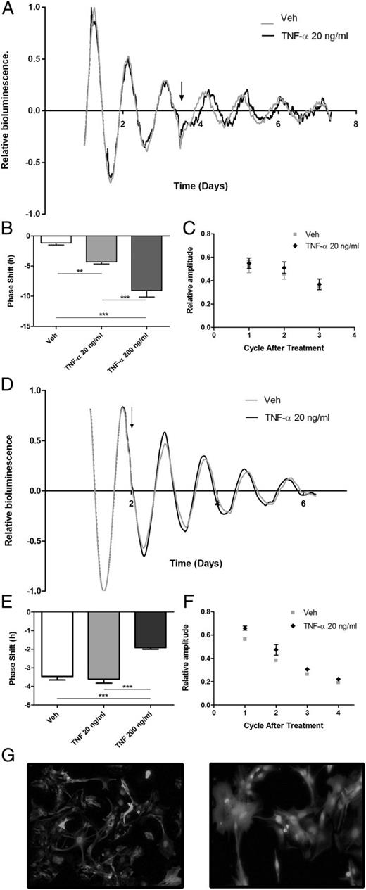 Suprachiasmatic Astrocytes Modulate The Circadian Clock In Response To