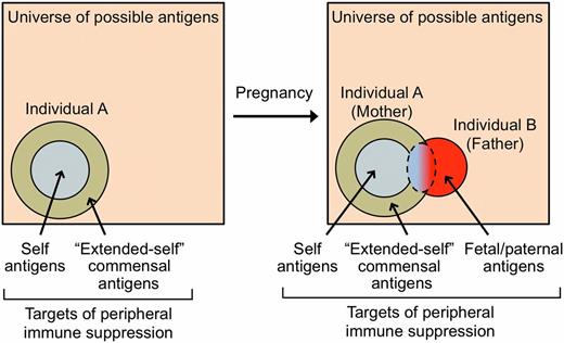 Regulatory T Cells: New Keys for Further Unlocking the Enigma of Fetal ...