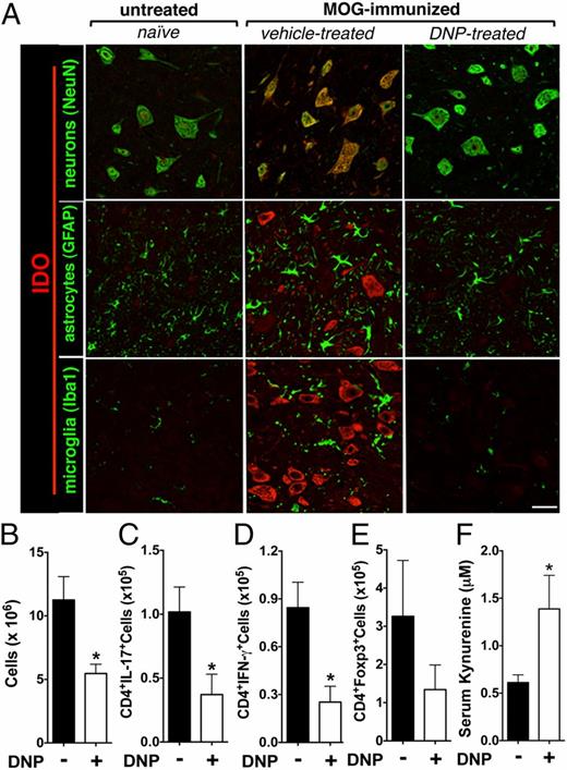 Activation Of The Sting Adaptor Attenuates Experimental Autoimmune