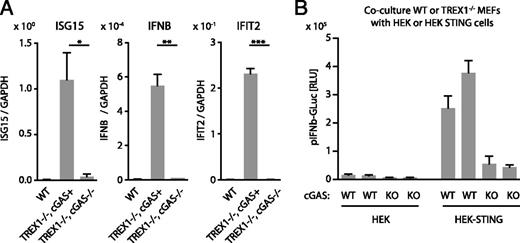 TREX1 Deficiency Triggers Cell-Autonomous Immunity in a cGAS-Dependent ...