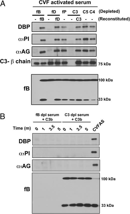 Generation Of Multiple Fluid Phase C3b Plasma Protein Complexes During