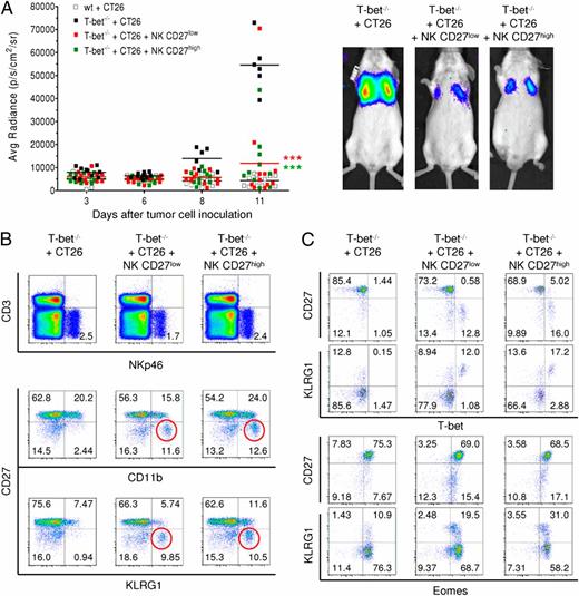 KLRG1+ NK Cells Protect T-bet–Deficient Mice from Pulmonary Metastatic ...