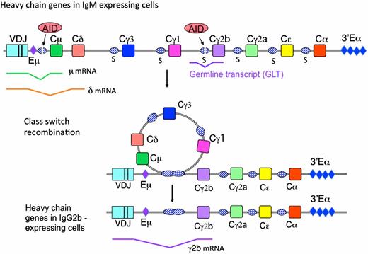 IgH Chain Class Switch Recombination: Mechanism and Regulation | The ...