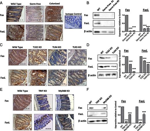 Intestinal Expression of Fas and Fas Ligand Is Upregulated by Bacterial ...