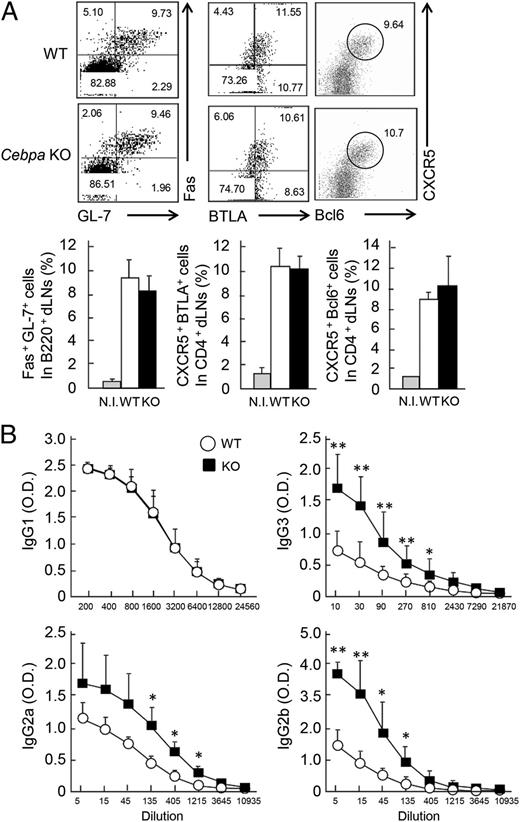 CCAAT/Enhancer-Binding Protein α Negatively Regulates IFN-γ Expression ...