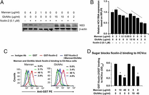 Ficolin-2 Inhibits Hepatitis C Virus Infection, whereas Apolipoprotein ...