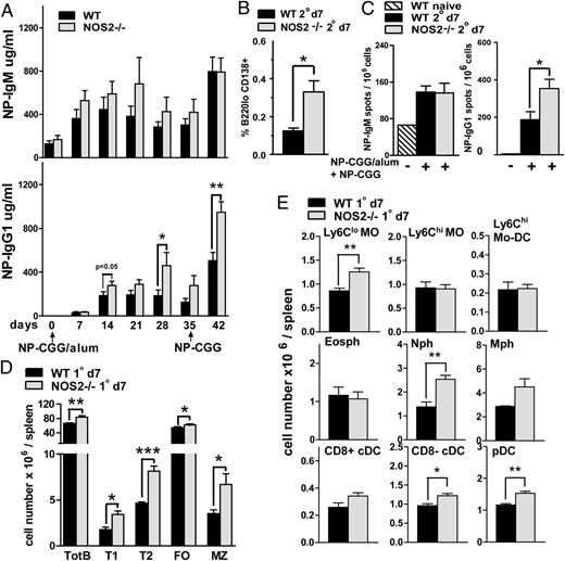 Nitric Oxide Regulates Baff Expression And T Cell Independent Antibody